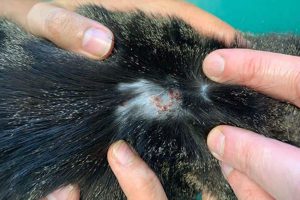 Dermatite miliaire féline : comme de petits grains de mil sur sa peau ...