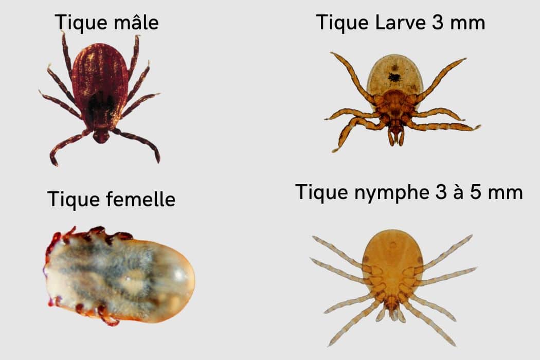 Tiques : des ennemis parfois mortels - ZePetCoach