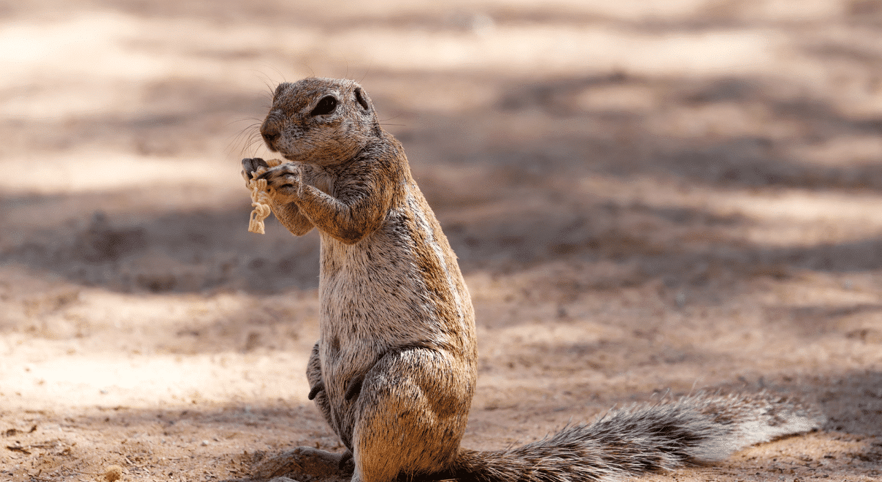 Animal en x : des noms bien souvent méconnus - ZePetCoach