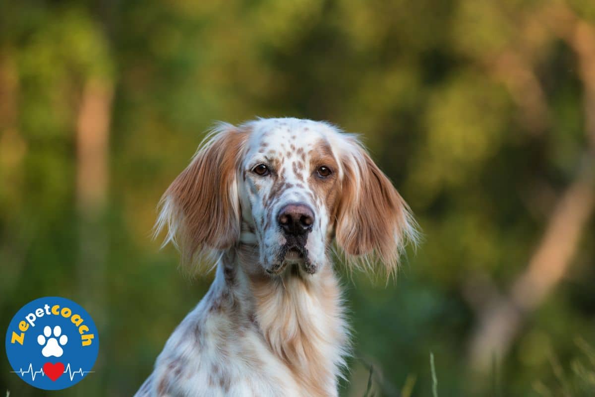 Setter Anglais : caractère, santé, alimentation, prix et entretien ...