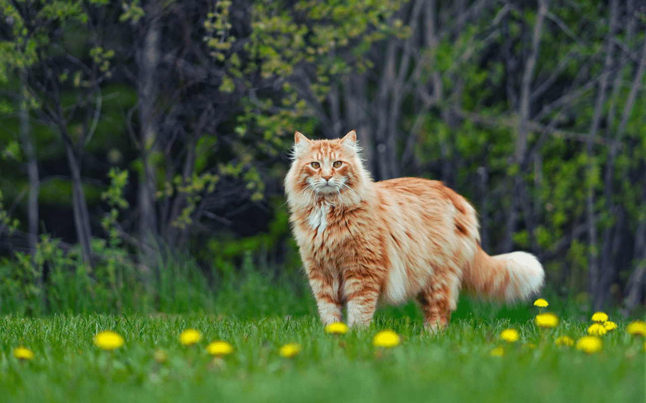 Maine coon roux : tout savoir sur ce majestueux chat - ZePetCoach