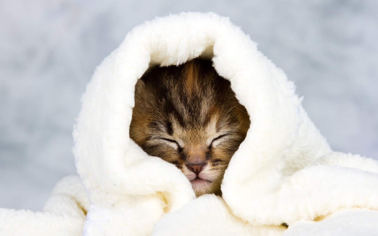 Lettre nom chat 2025 - ZePetCoach