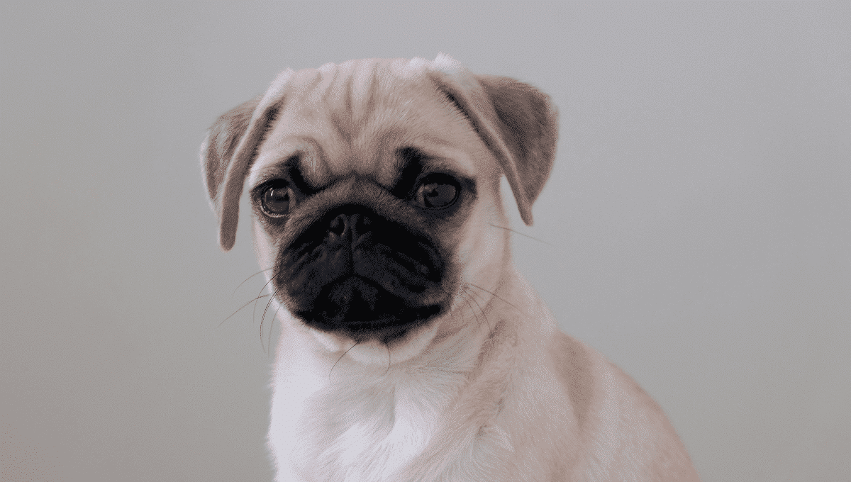 Comment choisir le bon chiot dans une portée ? Ce que personne ne vous ...
