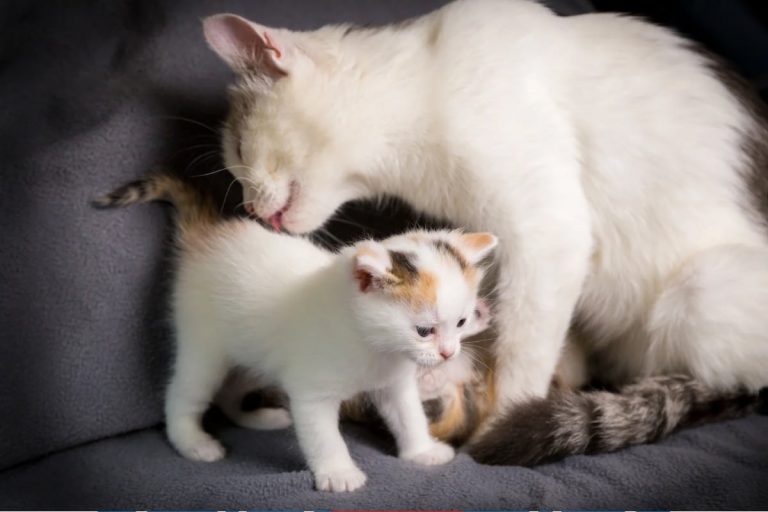 La gestation (grossesse) chez la chatte : guide pratique - ZePetCoach