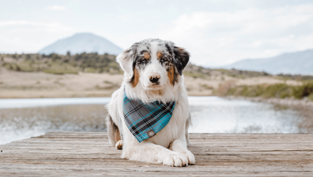 MEGECAT pour chat - ZePetCoach