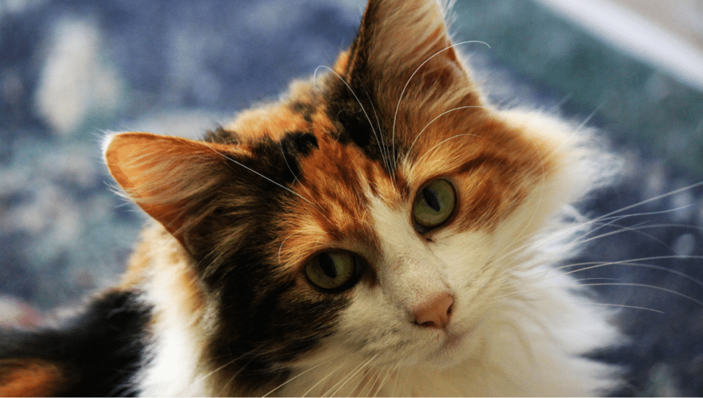 MEGECAT pour chat - ZePetCoach