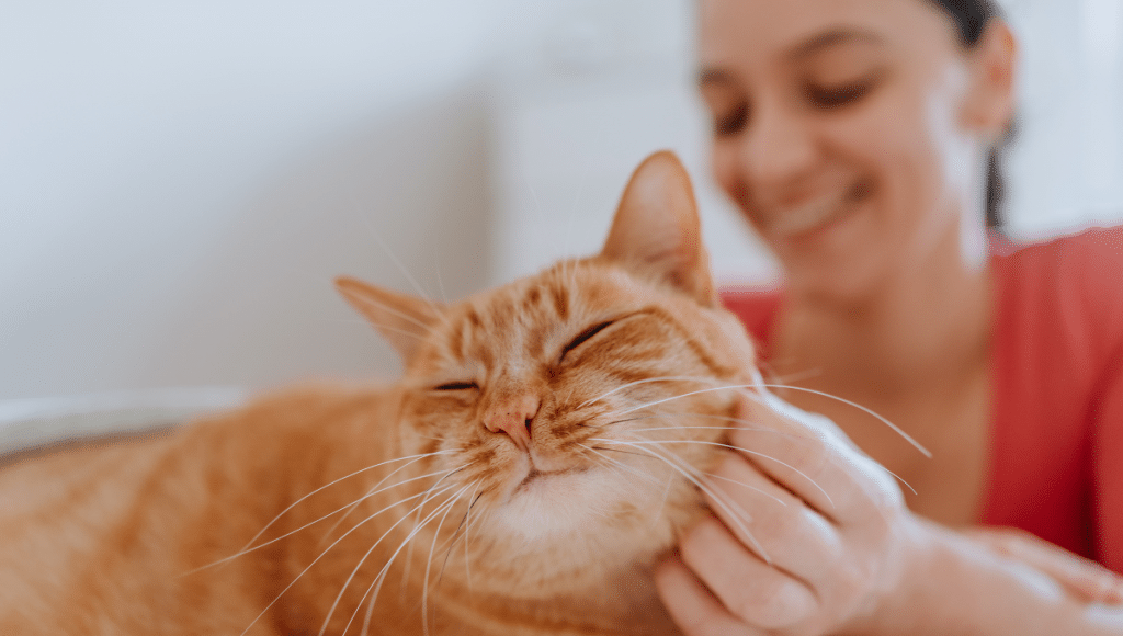 Eluracat : stimule l'appétit et le poids de Votre Chat - ZePetCoach