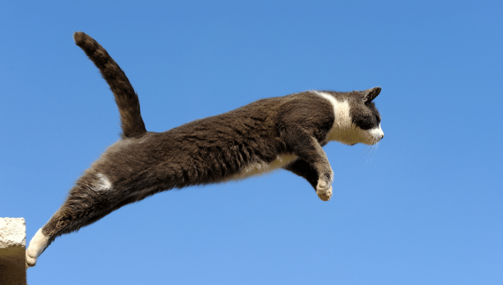 MEGECAT pour chat - ZePetCoach