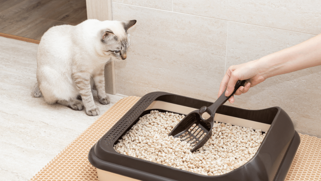 Eluracat : stimule l'appétit et le poids de Votre Chat - ZePetCoach