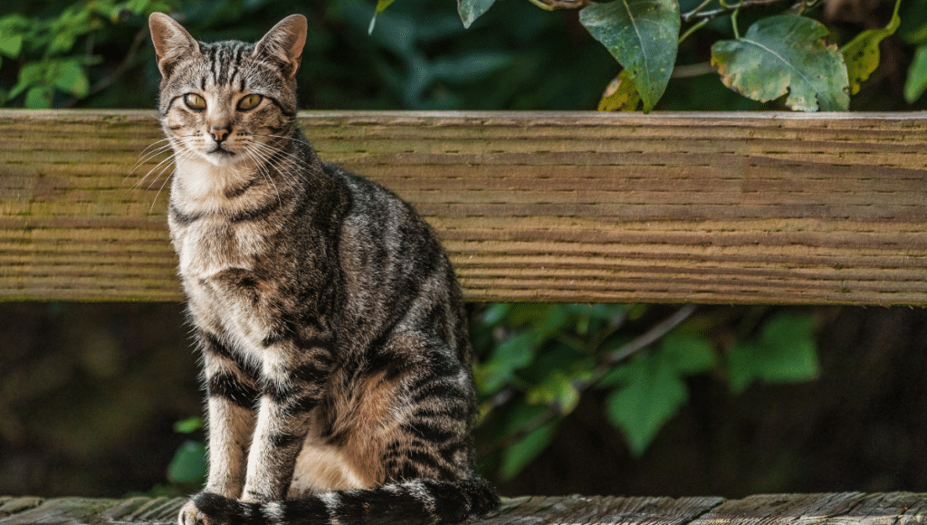 Eluracat : stimule l'appétit et le poids de Votre Chat - ZePetCoach