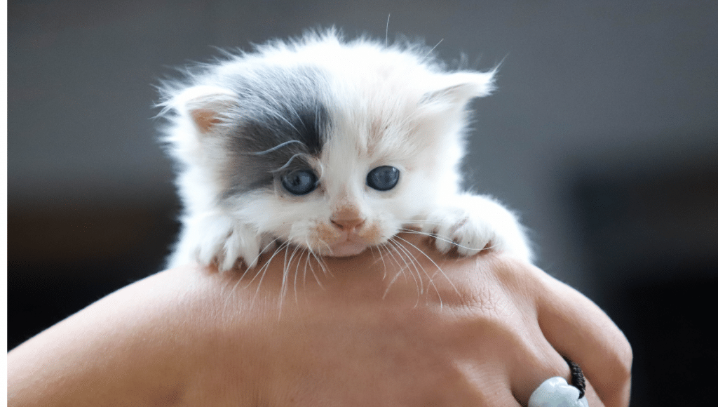 Eluracat : stimule l'appétit et le poids de Votre Chat - ZePetCoach