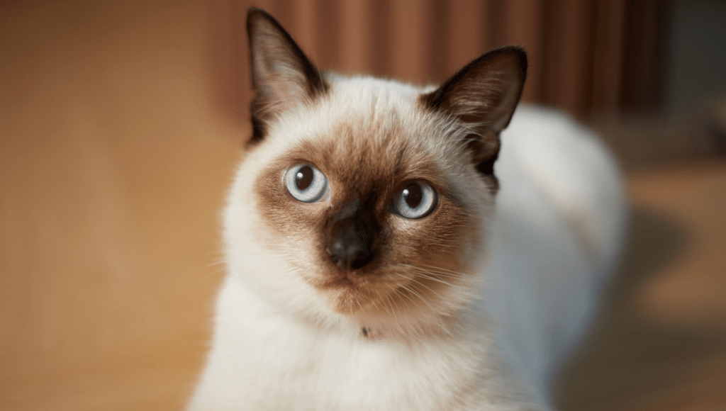 Eluracat : stimule l'appétit et le poids de Votre Chat - ZePetCoach
