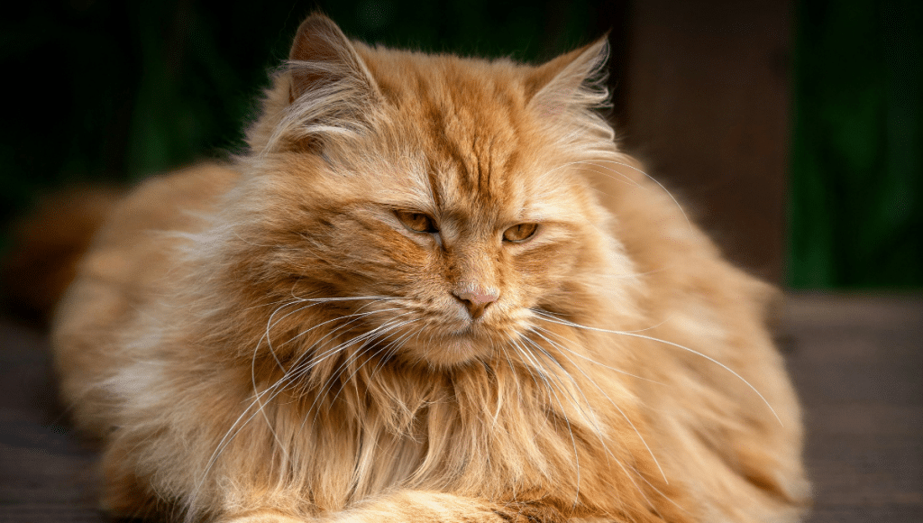 Ce que cache vraiment le caractère des chats roux (et pourquoi ils sont ...