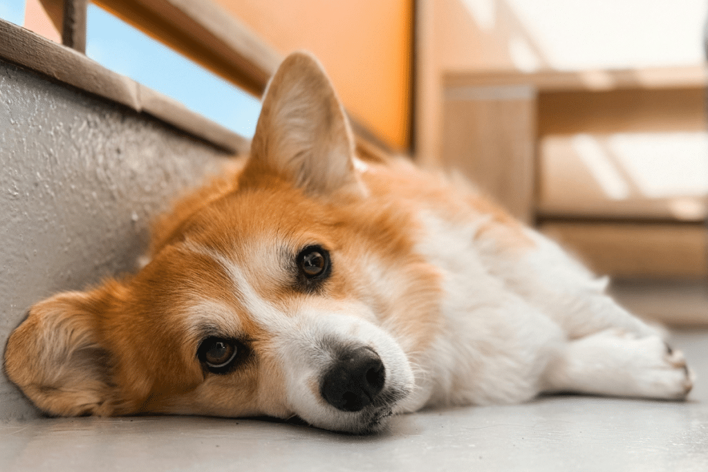 Voici les 7 poisons mortels pour votre chien qui se trouvent dans votre ...