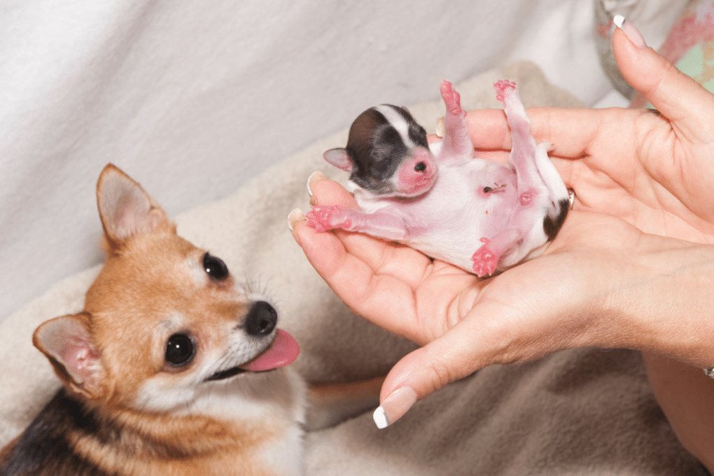 Tout comprendre sur la reproduction du chien : parcours, étapes et ...