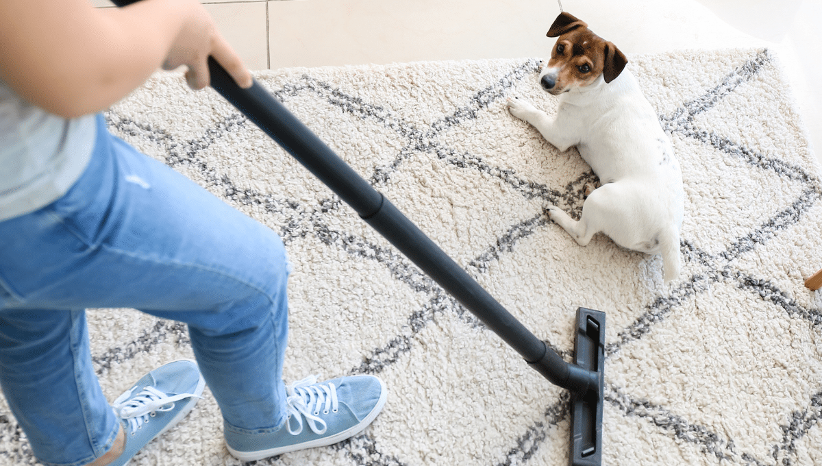 MEGECAT pour chat - ZePetCoach