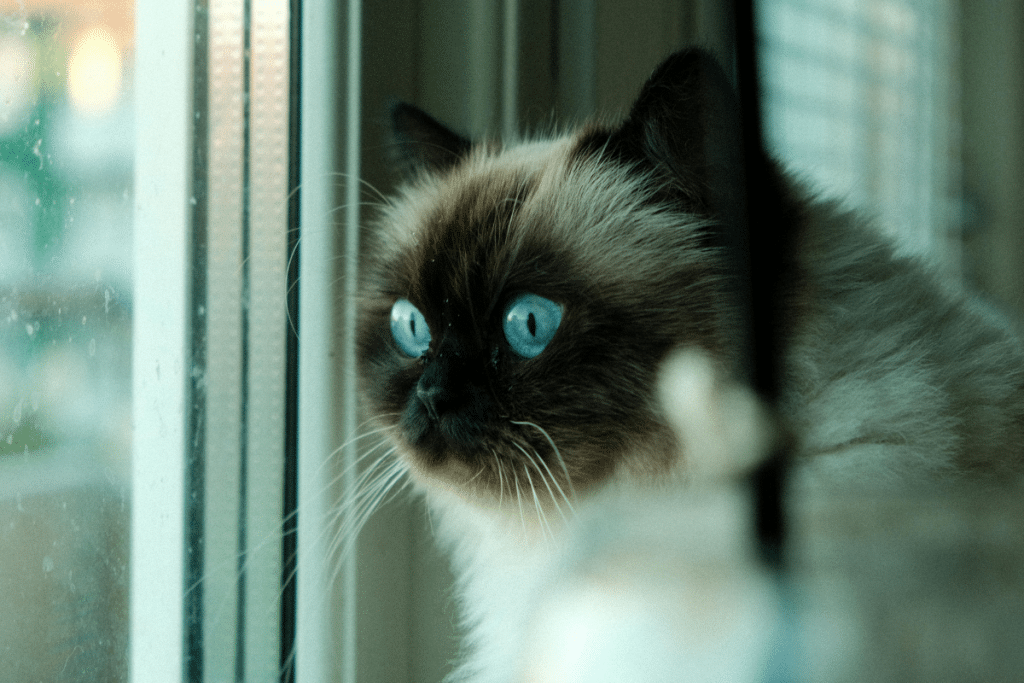 MEGECAT pour chat - ZePetCoach