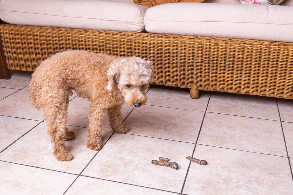 Jusqu’à quel âge un chiot mange ses crottes ? Comprendre la coprophagie ...