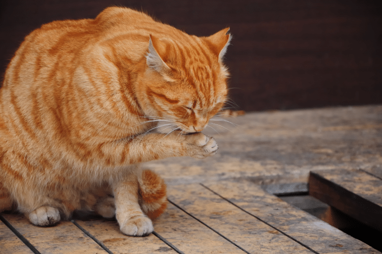 MEGECAT pour chat - ZePetCoach