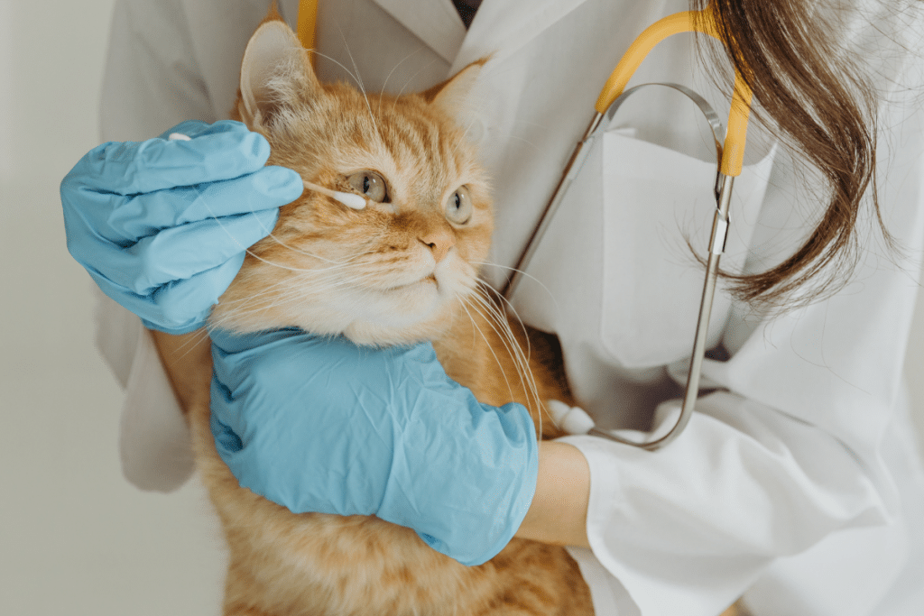 Oeil du chat qui coule : comprendre les causes et les solutions ...