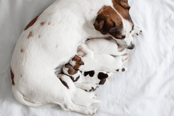 Tout comprendre sur la reproduction du chien : parcours, étapes et ...