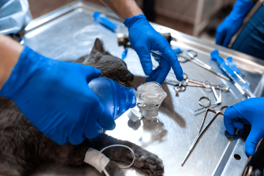 Ovariectomie chez la chatte : tout savoir sur l’intervention, ses ...