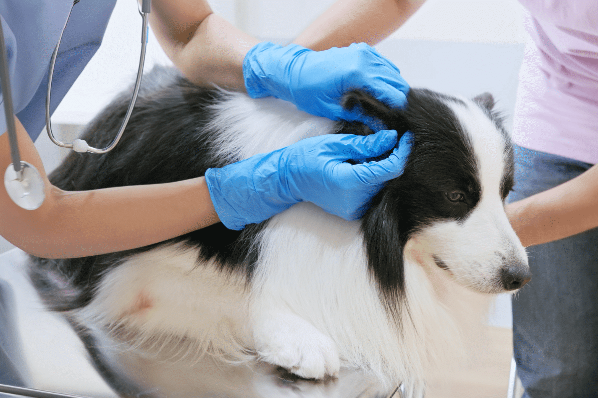 Hygiène des oreilles du chien et du chat - ZePetCoach