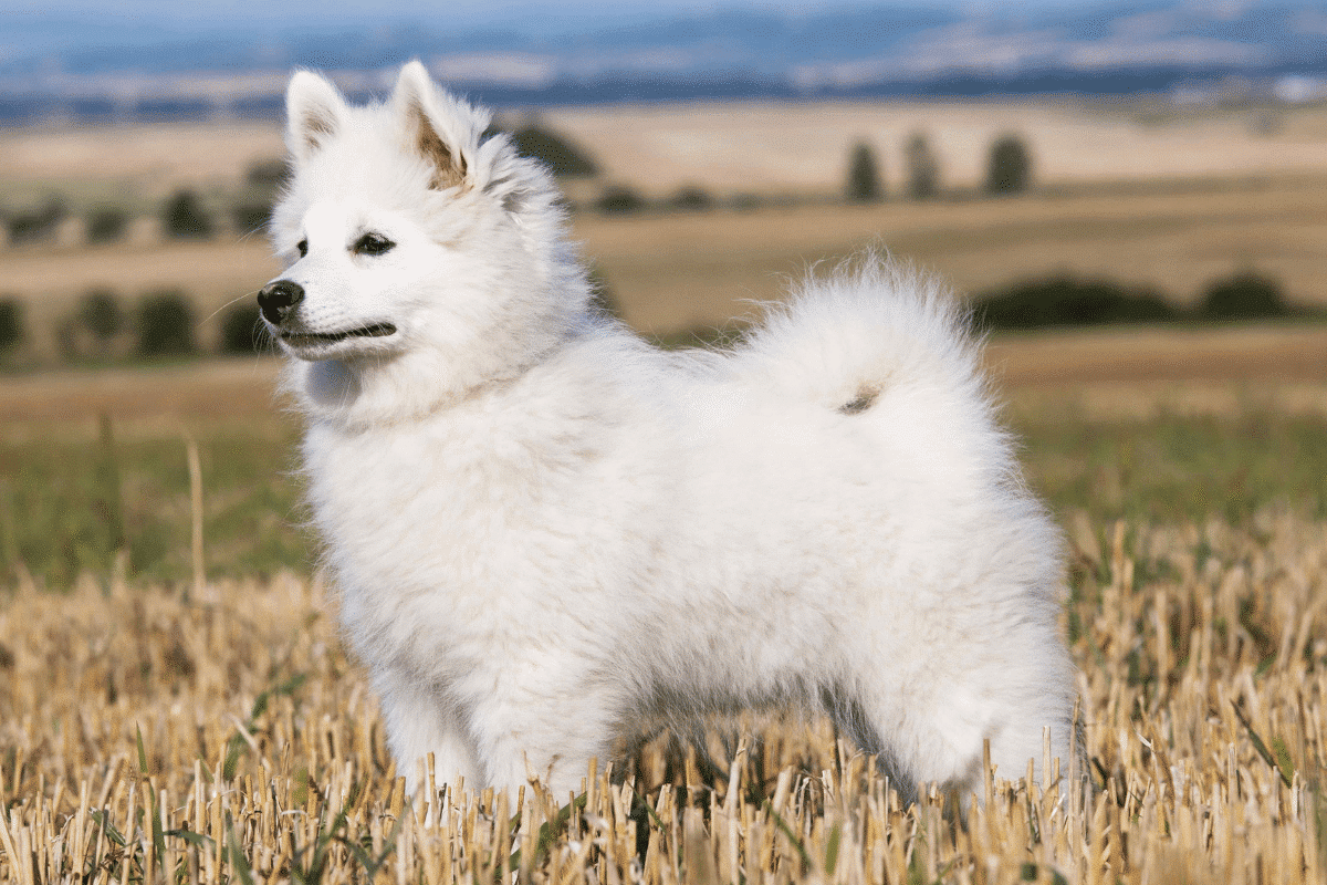 Spitz allemand - ZePetCoach