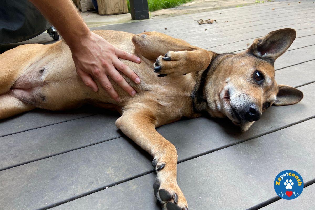 Repérer les symptômes des vers chez le chien : tout ce qu'il faut ...