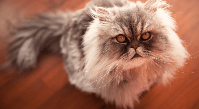 Eluracat : stimule l'appétit et le poids de Votre Chat - ZePetCoach