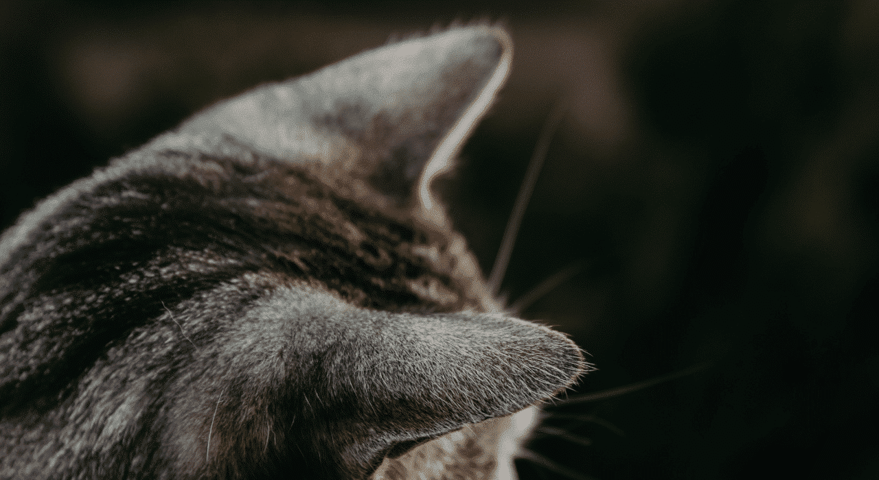 Oreilles chaudes chez les chats : symptômes, causes et solutions ...