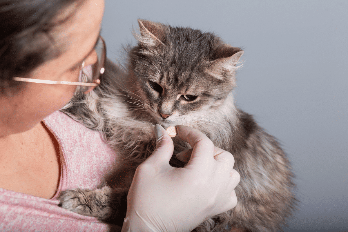 Eluracat : stimule l'appétit et le poids de Votre Chat - ZePetCoach