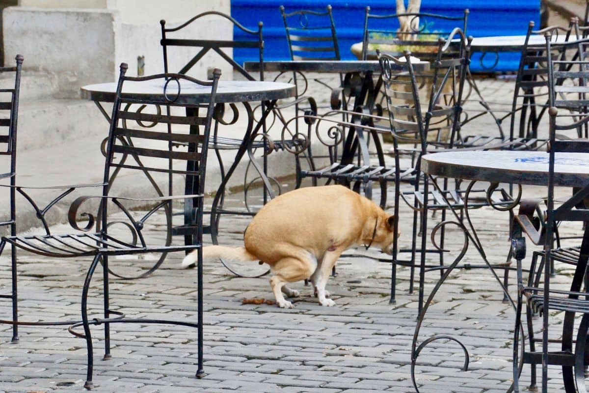 Tout savoir sur les selles de votre chien : les signes à ne pas ignorer ...