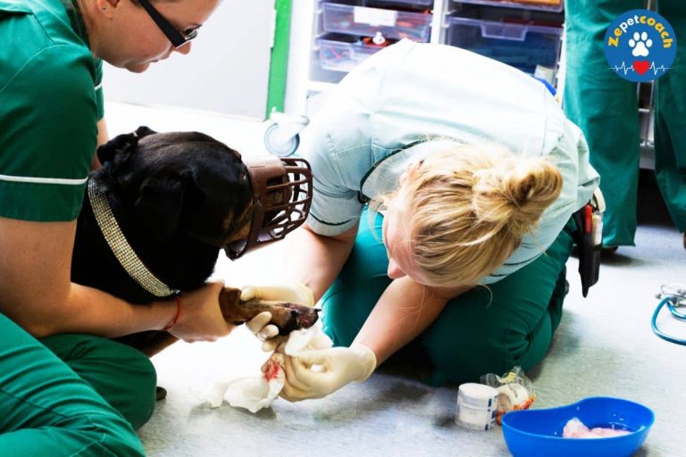 Bravecto 150 mg/ml suspension injectable pour chiens - ZePetCoach