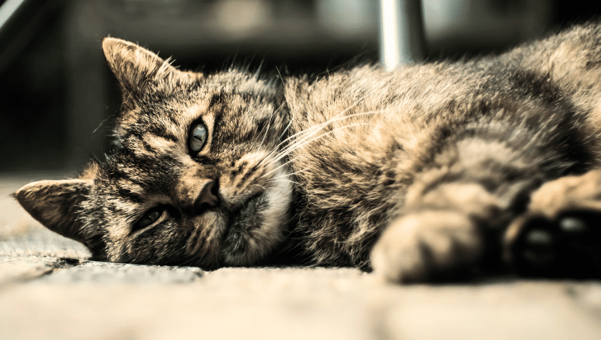 MEGECAT pour chat - ZePetCoach