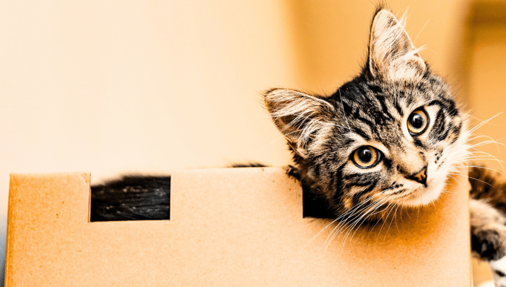 MEGECAT pour chat - ZePetCoach