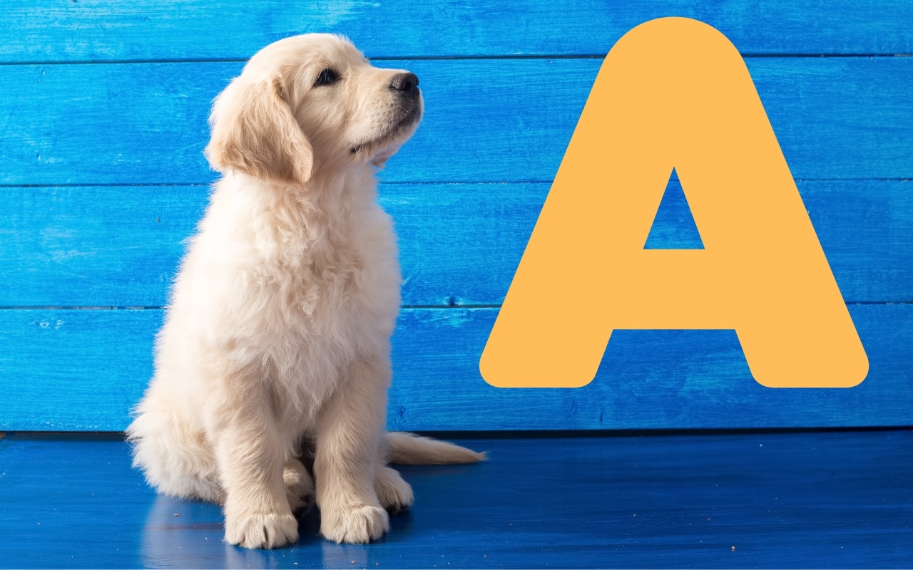 Notre sélection de noms pour chiens en 2025 - ZePetCoach