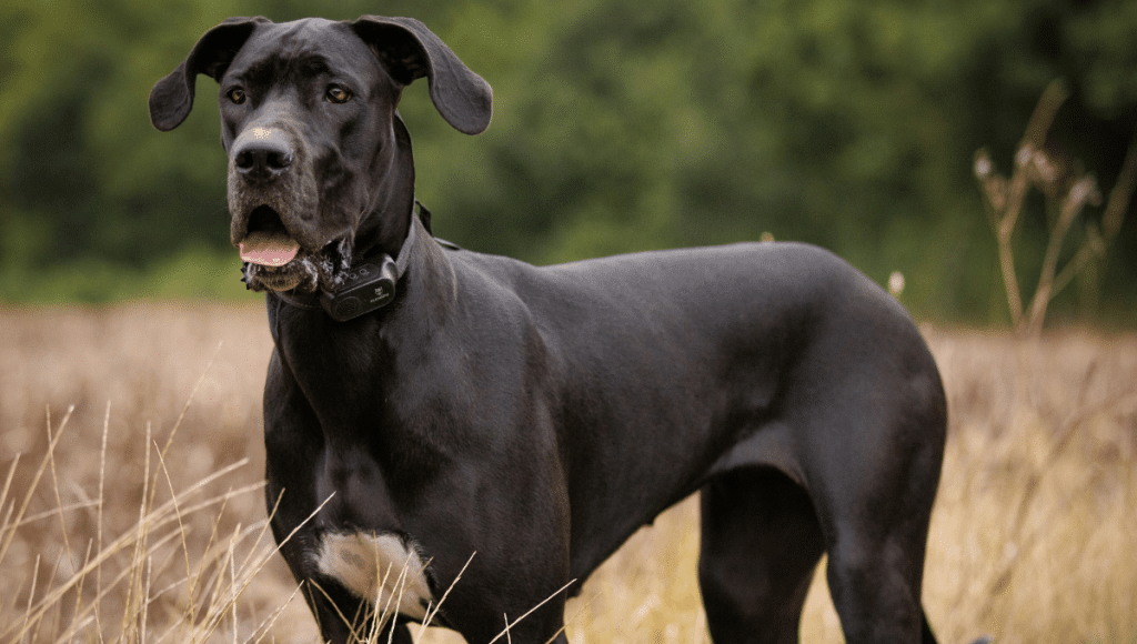 Les 5 races de chiens qui vous feront dire : "Mais pourquoi je n’ai pas ...