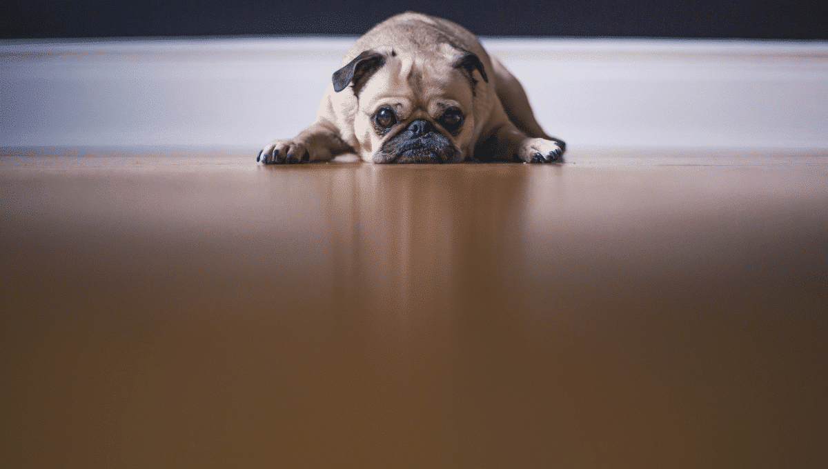 Tout savoir sur les selles de votre chien : les signes à ne pas ignorer ...