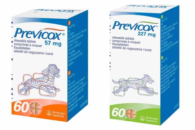 Rythme cardiaque et fréquence respiratoire du chien : guide pratique ...