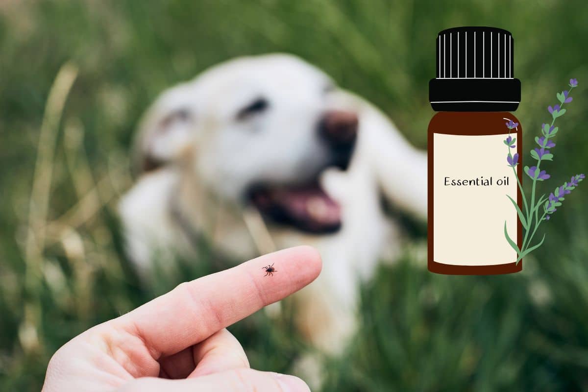 Bravecto 150 mg/ml suspension injectable pour chiens - ZePetCoach